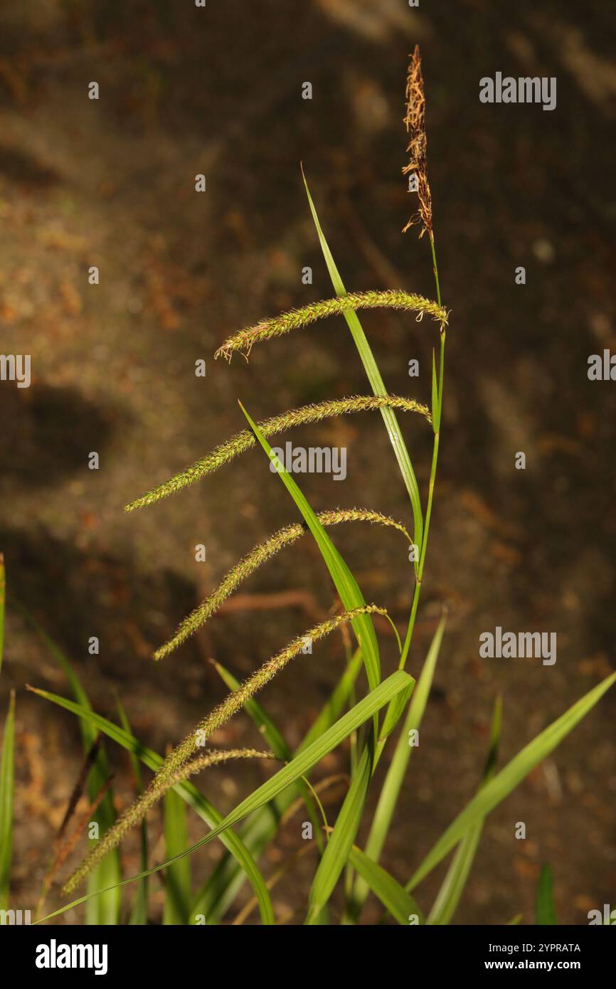 Hanging sedge (Carex pendula Stock Photo - Alamy