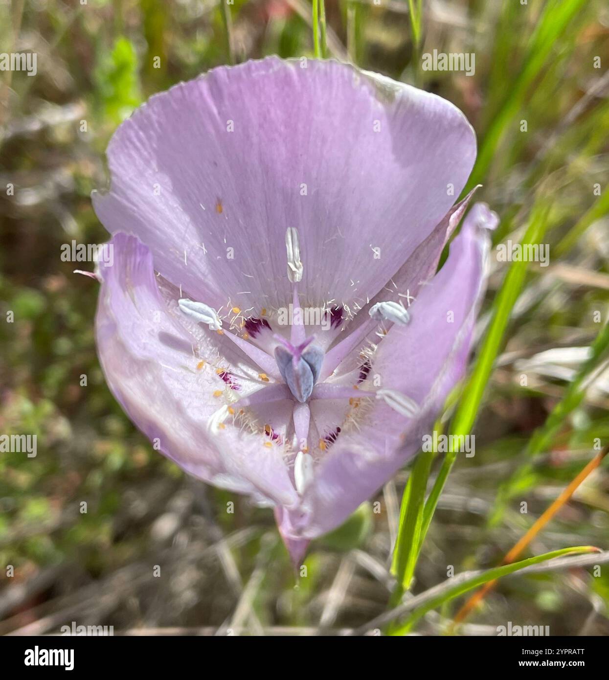 Pink star-tulip (Calochortus uniflorus Stock Photo - Alamy