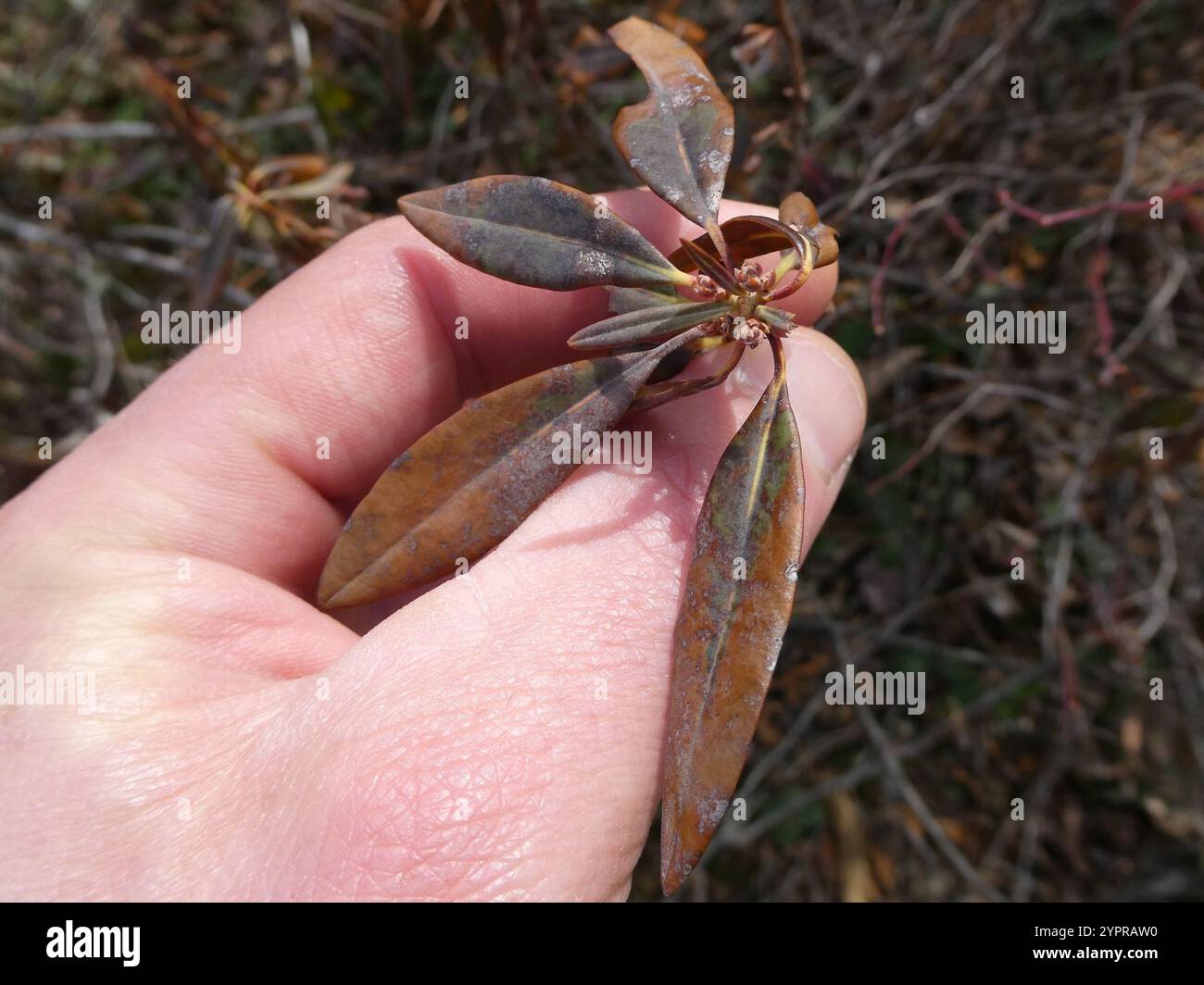 sheep laurel (Kalmia angustifolia Stock Photo - Alamy