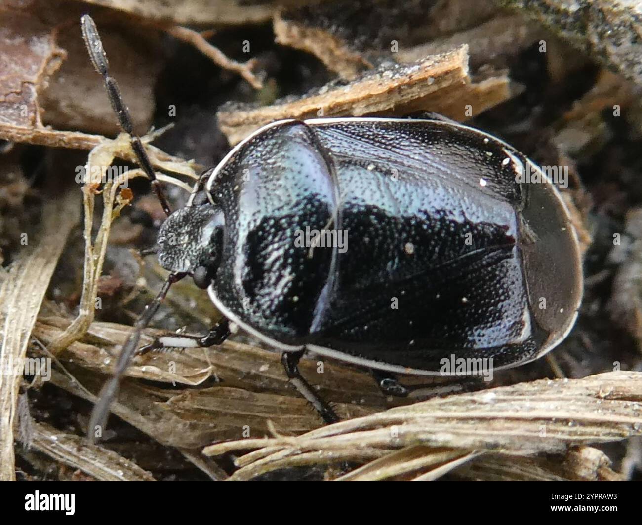 White-margined Burrower Bug (Sehirus cinctus Stock Photo - Alamy
