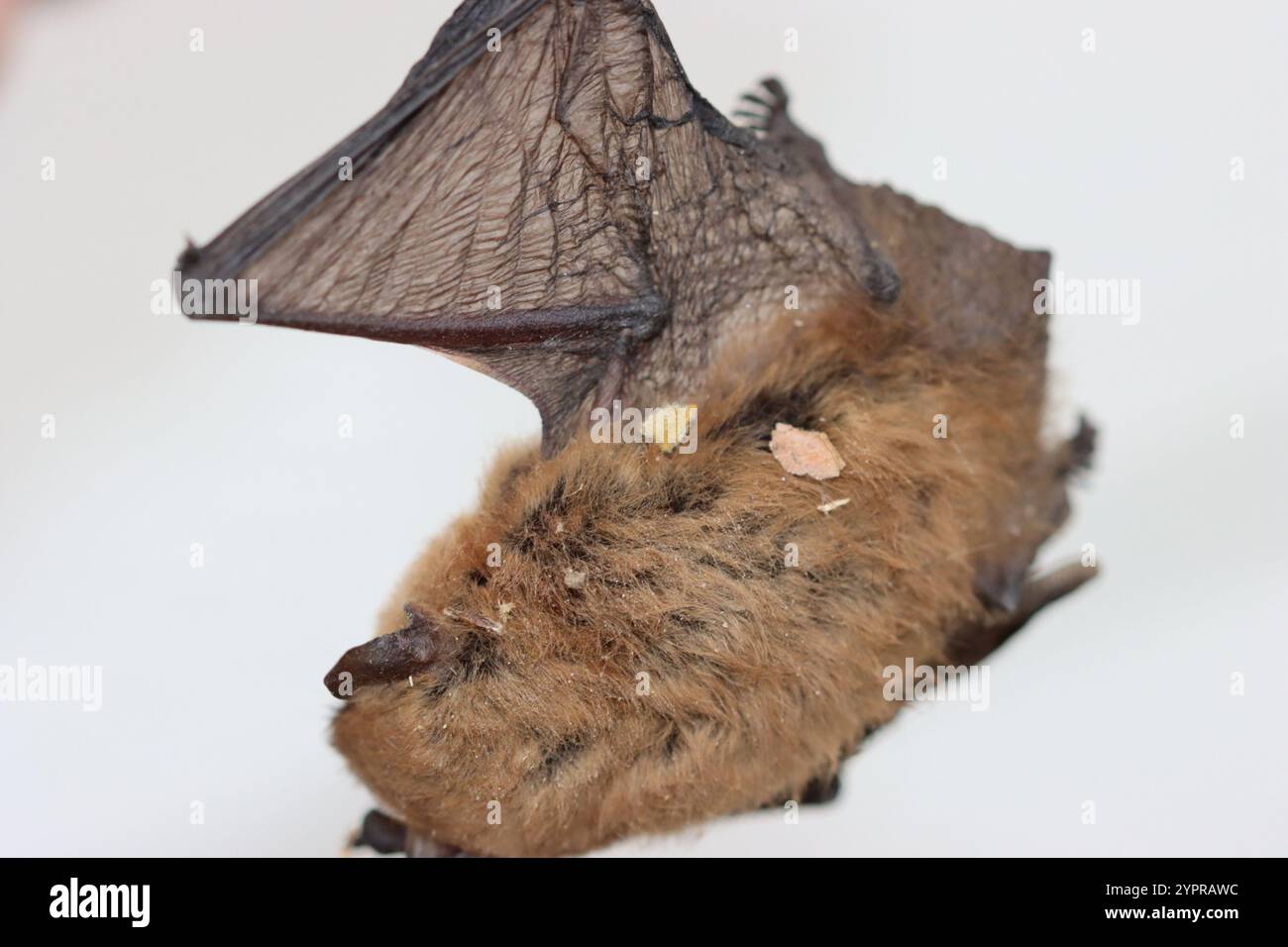 Mouse-eared Bats (Myotis Stock Photo - Alamy