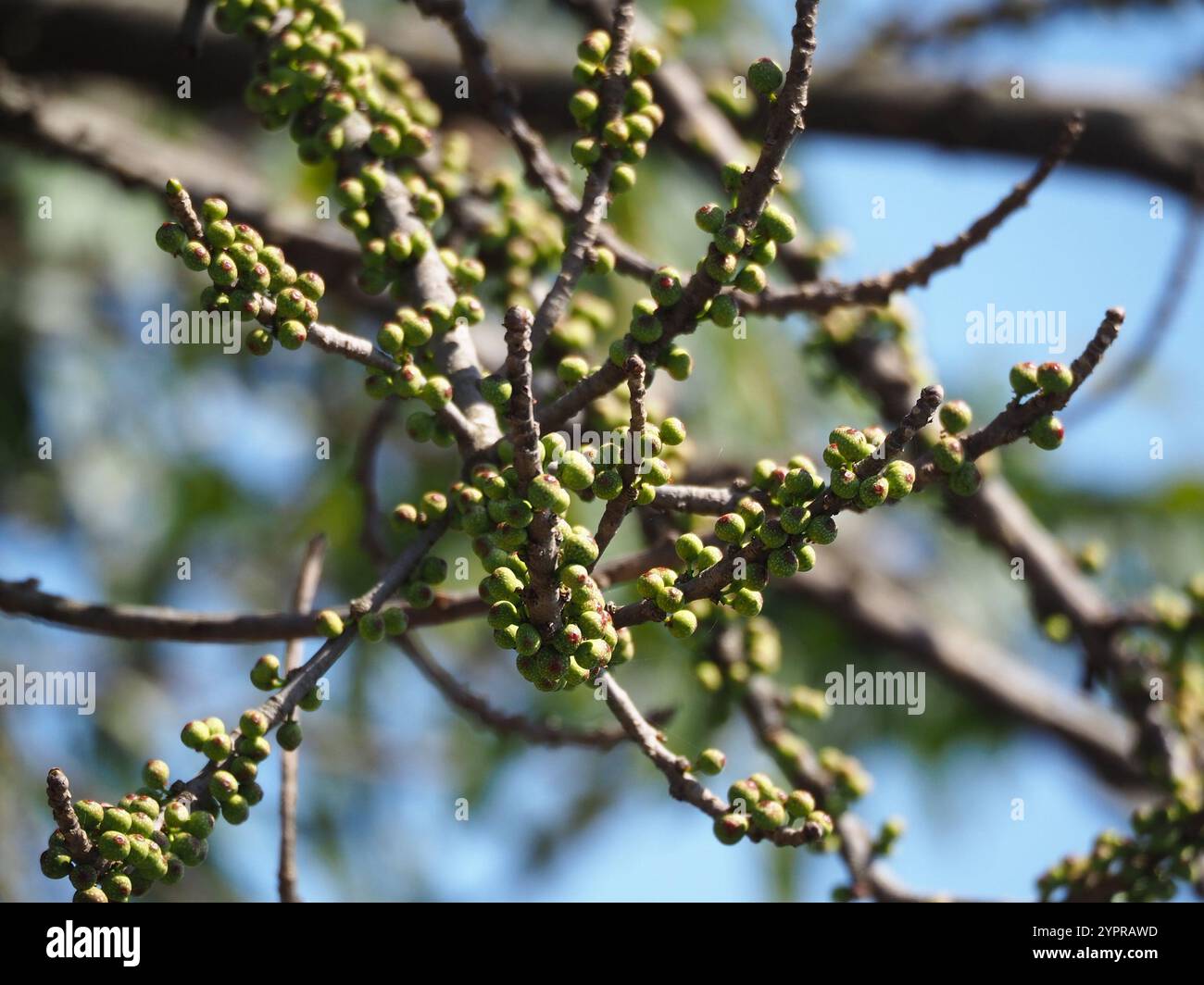 Japanese Superb Fig (Ficus subpisocarpa Stock Photo - Alamy
