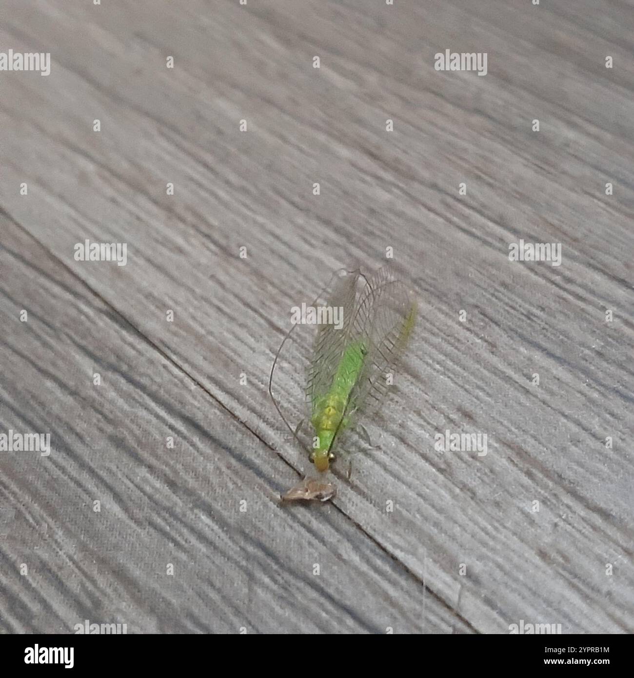 Typical Green Lacewings (Chrysopinae Stock Photo - Alamy