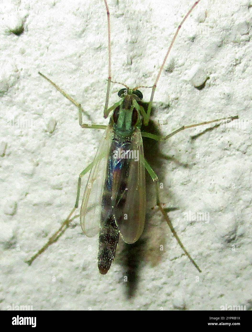 Non-biting Midges (Chironomidae Stock Photo - Alamy