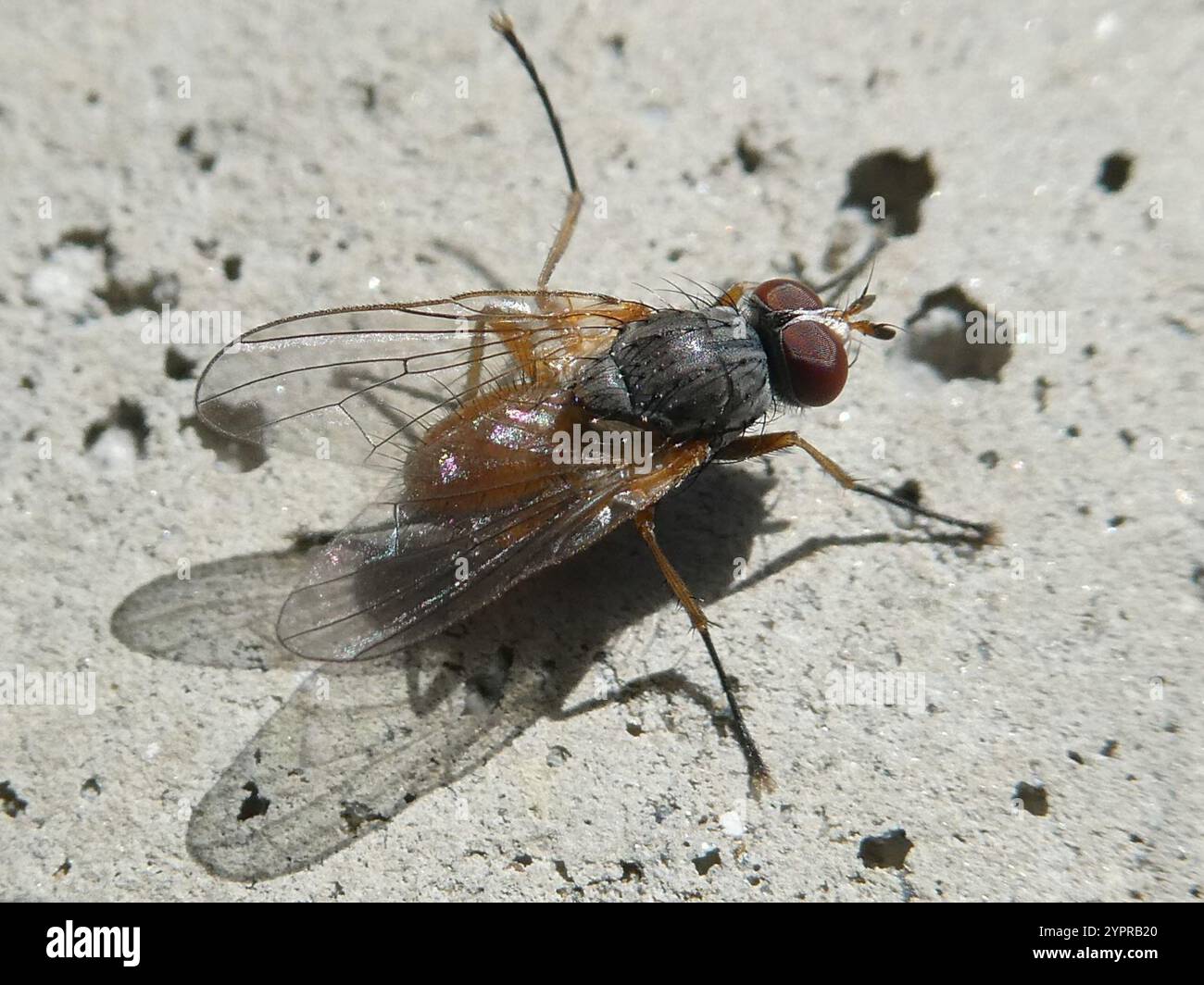 Root-maggot Flies (Anthomyiidae Stock Photo - Alamy