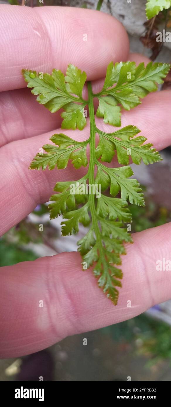 black spleenwort (Asplenium adiantum-nigrum Stock Photo - Alamy