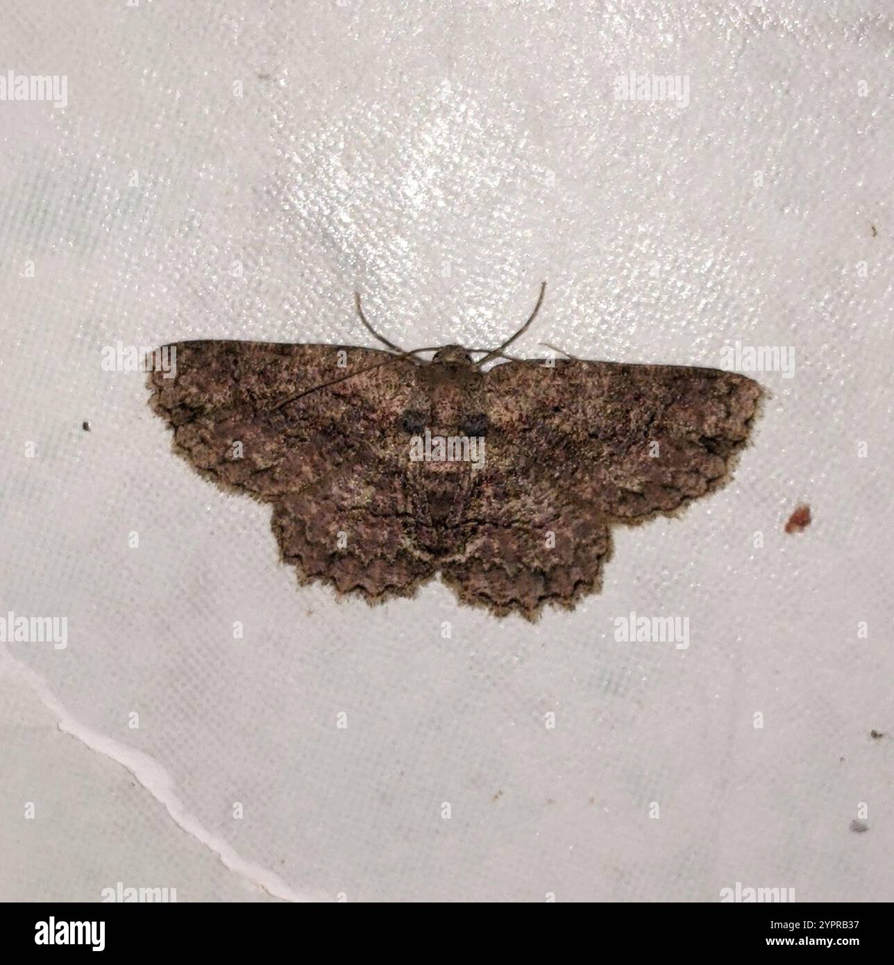 Geometer Moths (Geometridae Stock Photo - Alamy