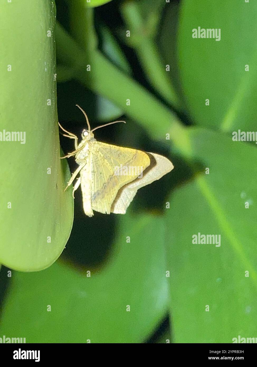 Angle Moths and Allies (Macariini Stock Photo - Alamy