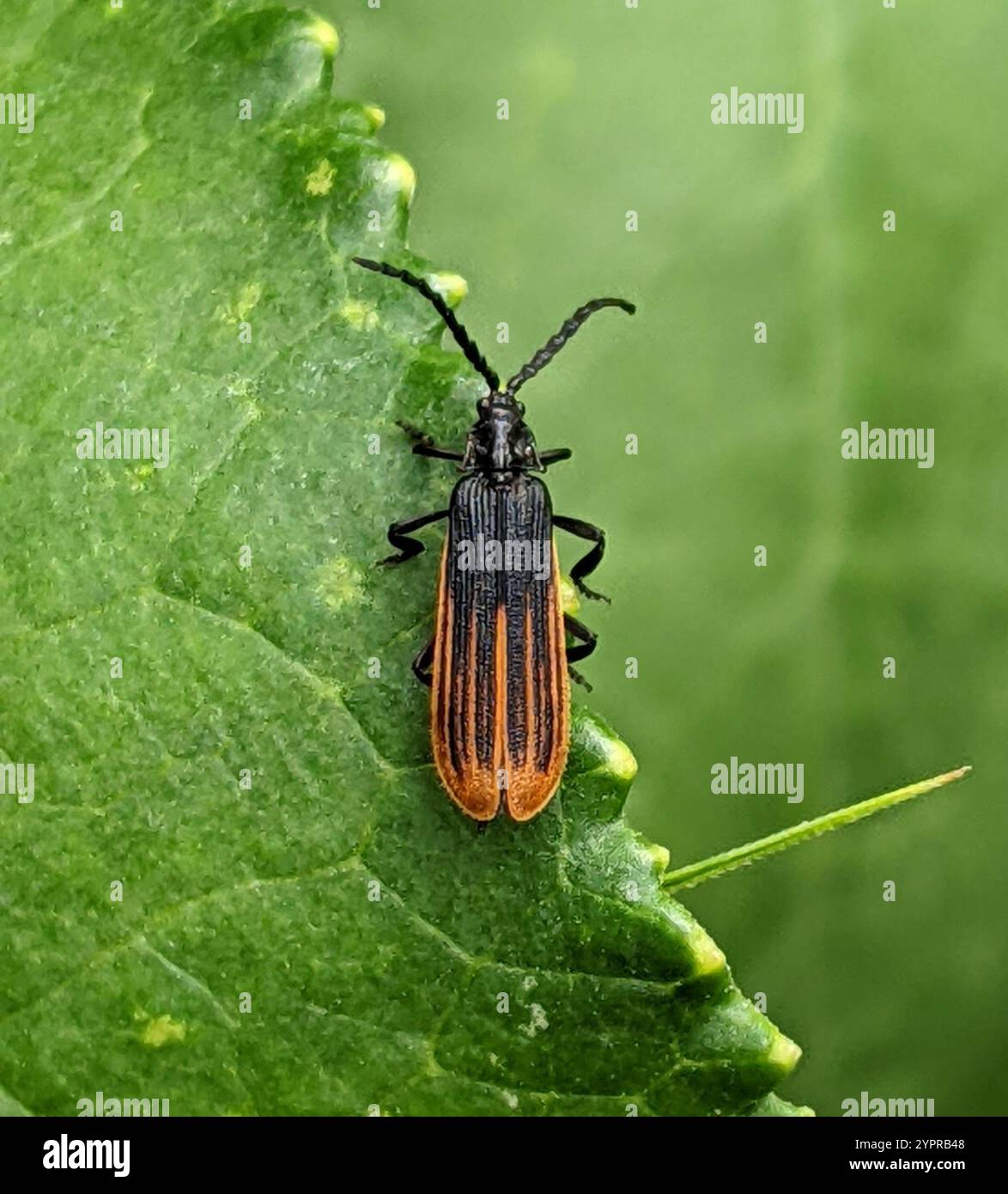 Net-winged Beetles (Lycidae Stock Photo - Alamy