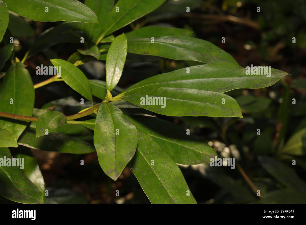 Common Rhododendron (Rhododendron ponticum Stock Photo - Alamy