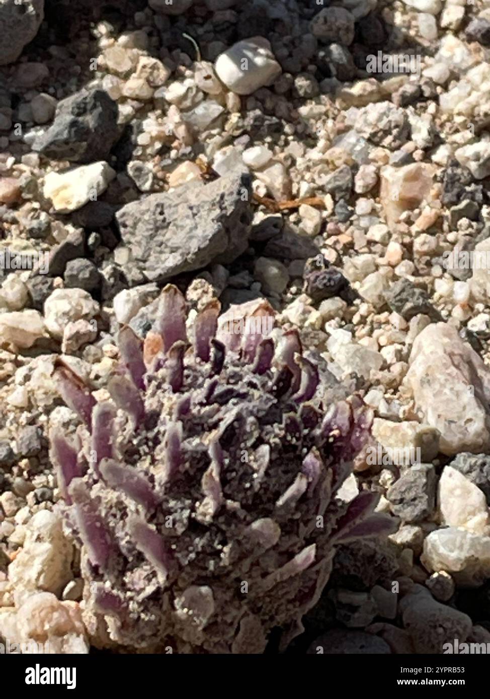 desert Christmas tree (Pholisma arenarium Stock Photo - Alamy