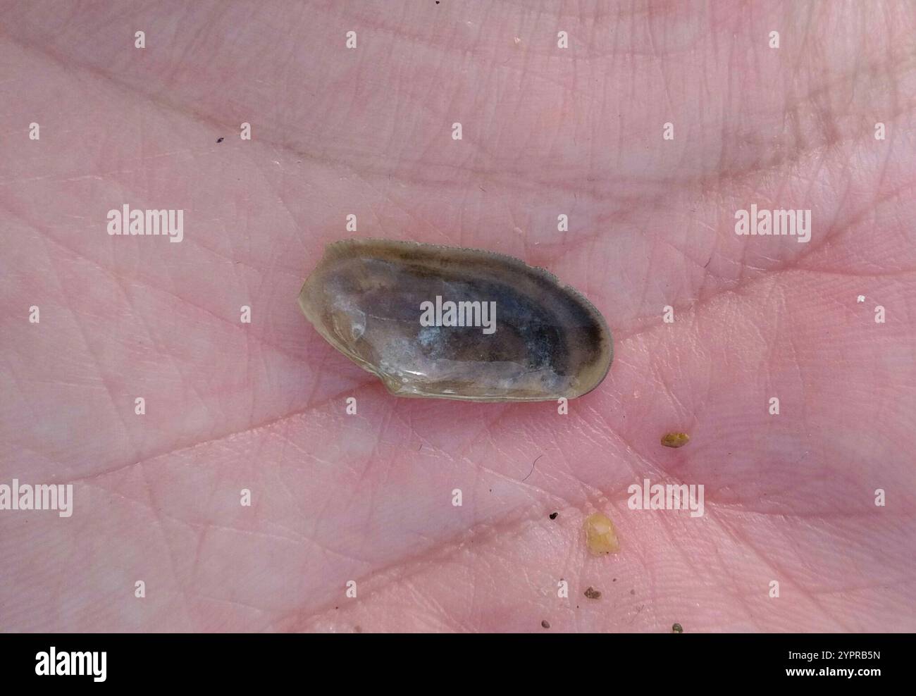 Banded Wedge Shell (Donax vittatus Stock Photo - Alamy