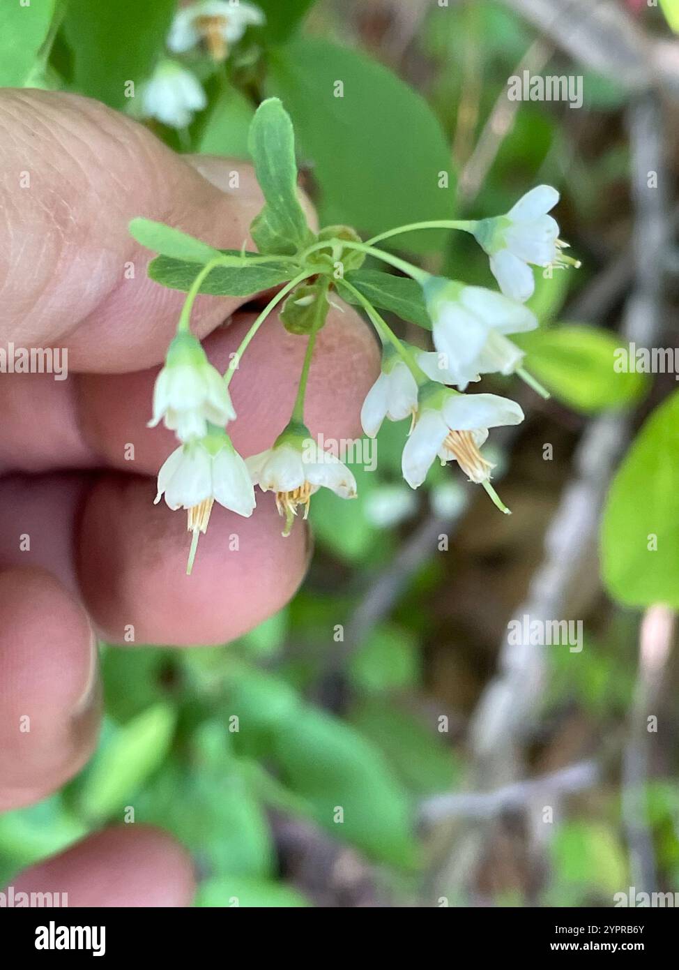 Deerberry hi-res stock photography and images - Alamy