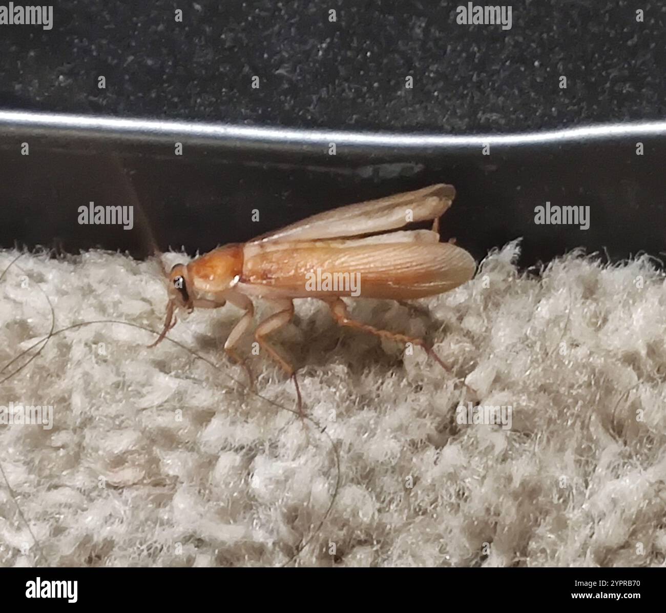 Turkestan Cockroach (Periplaneta lateralis Stock Photo - Alamy