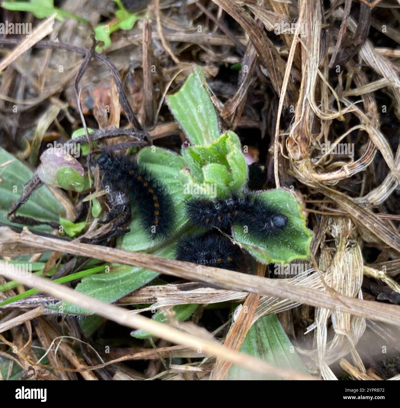 Euphydryas editha hi-res stock photography and images - Alamy