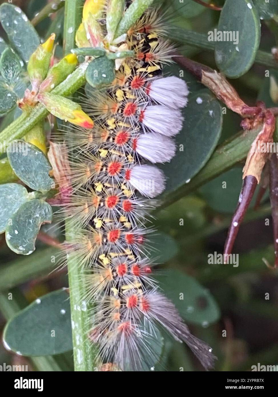 Western Tussock Moth (Orgyia vetusta Stock Photo - Alamy