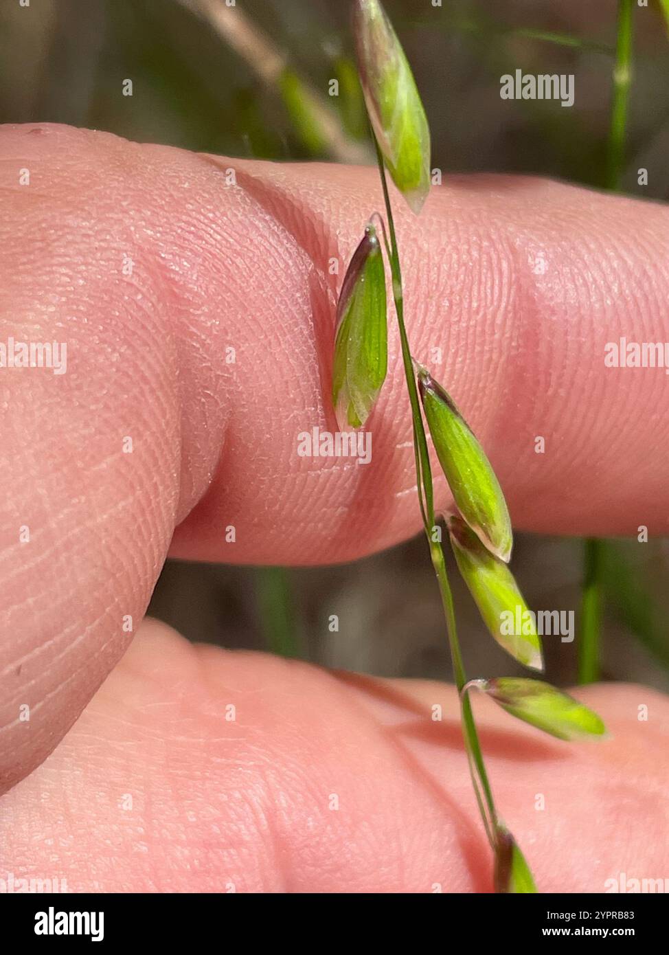 Twoflower Melicgrass (Melica mutica Stock Photo - Alamy