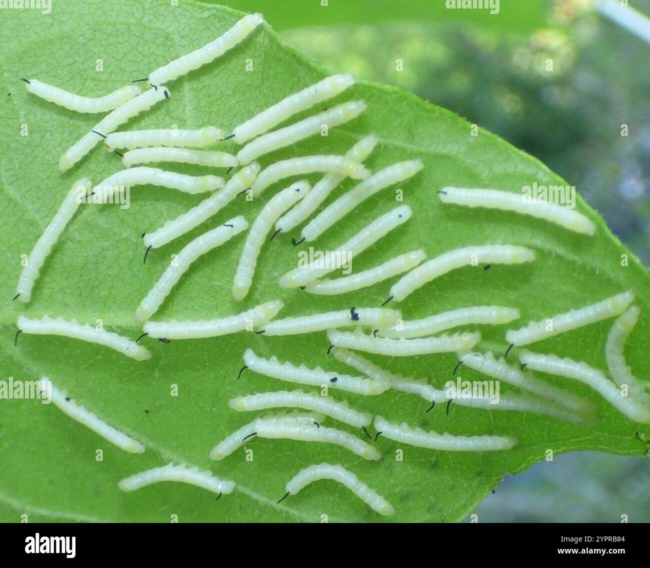 Catalpa Sphinx (Ceratomia catalpae Stock Photo - Alamy