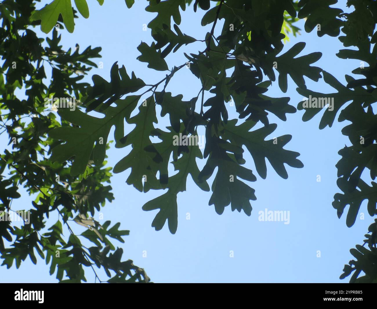 white oak (Quercus alba Stock Photo - Alamy