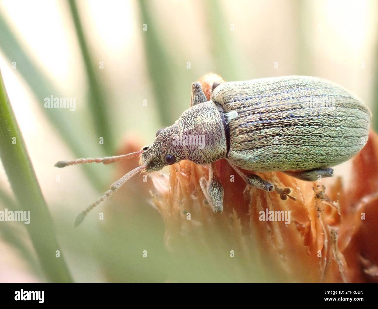 Common Leaf Weevil (Phyllobius pyri Stock Photo - Alamy