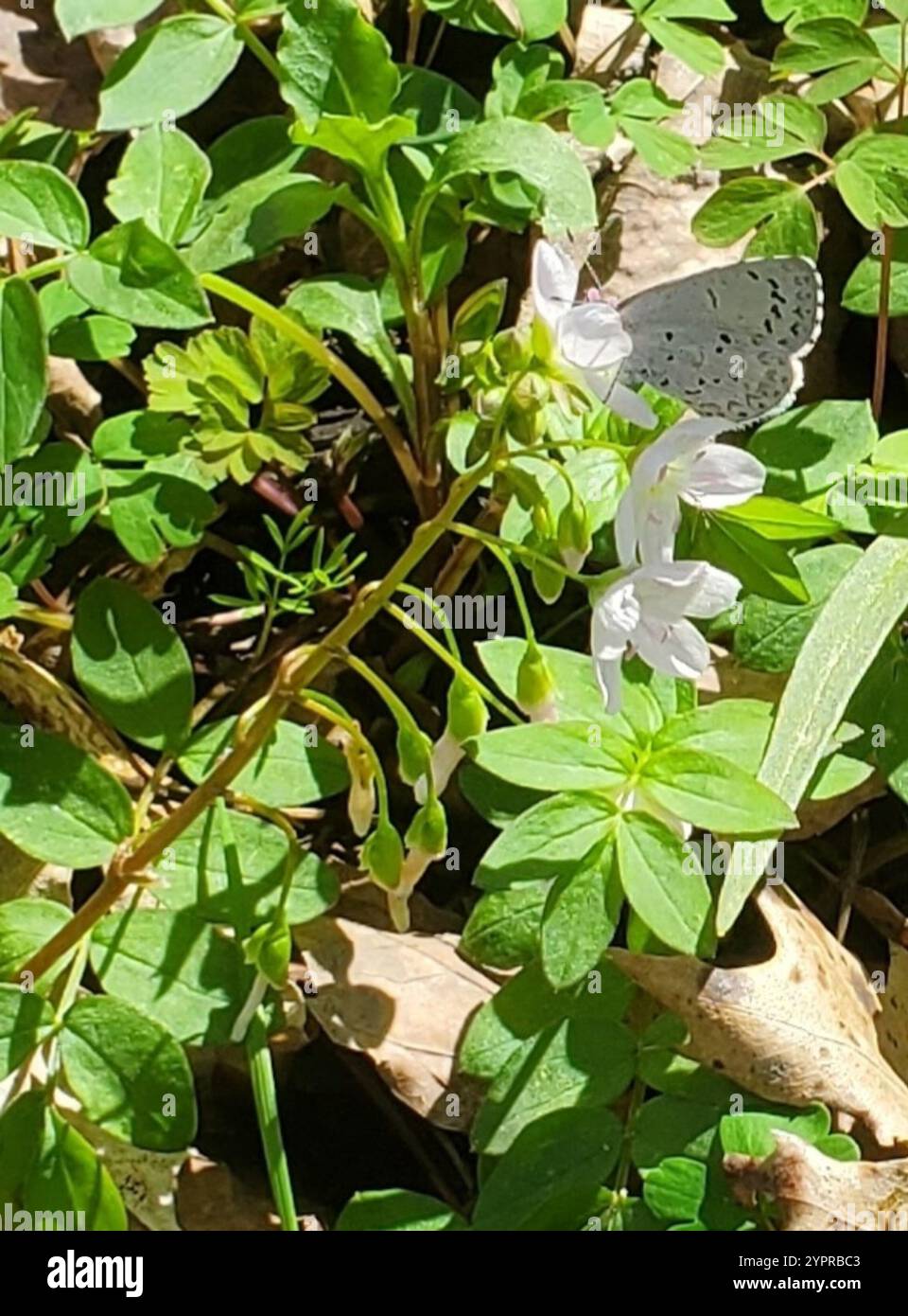 Spring Azure (Celastrina ladon Stock Photo - Alamy