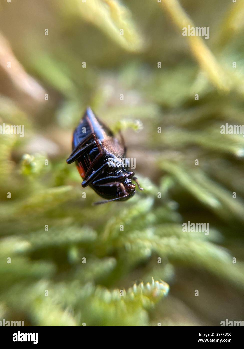 Orange-spotted Scaphidium (Scaphidium quadrimaculatum Stock Photo - Alamy