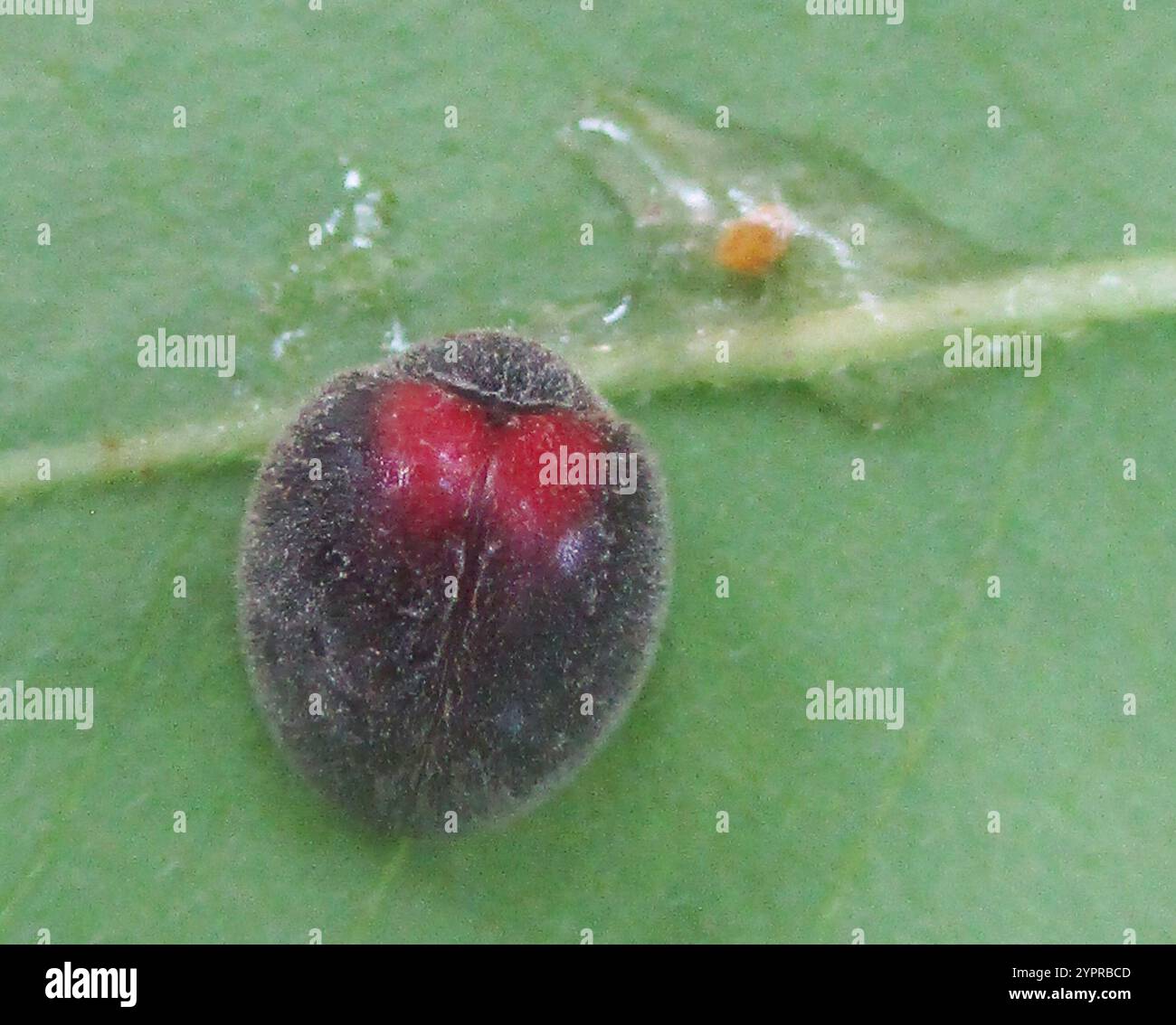 South African Scale-eating Lady Beetle (Novius iceryae Stock Photo - Alamy