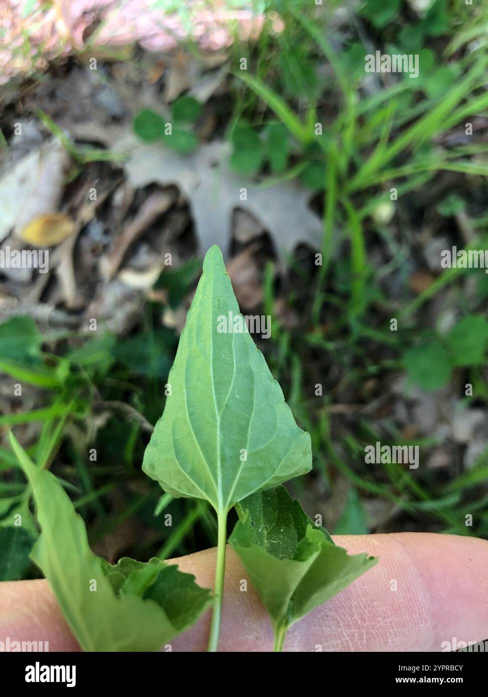 Le Conte's Violet (Viola affinis Stock Photo - Alamy
