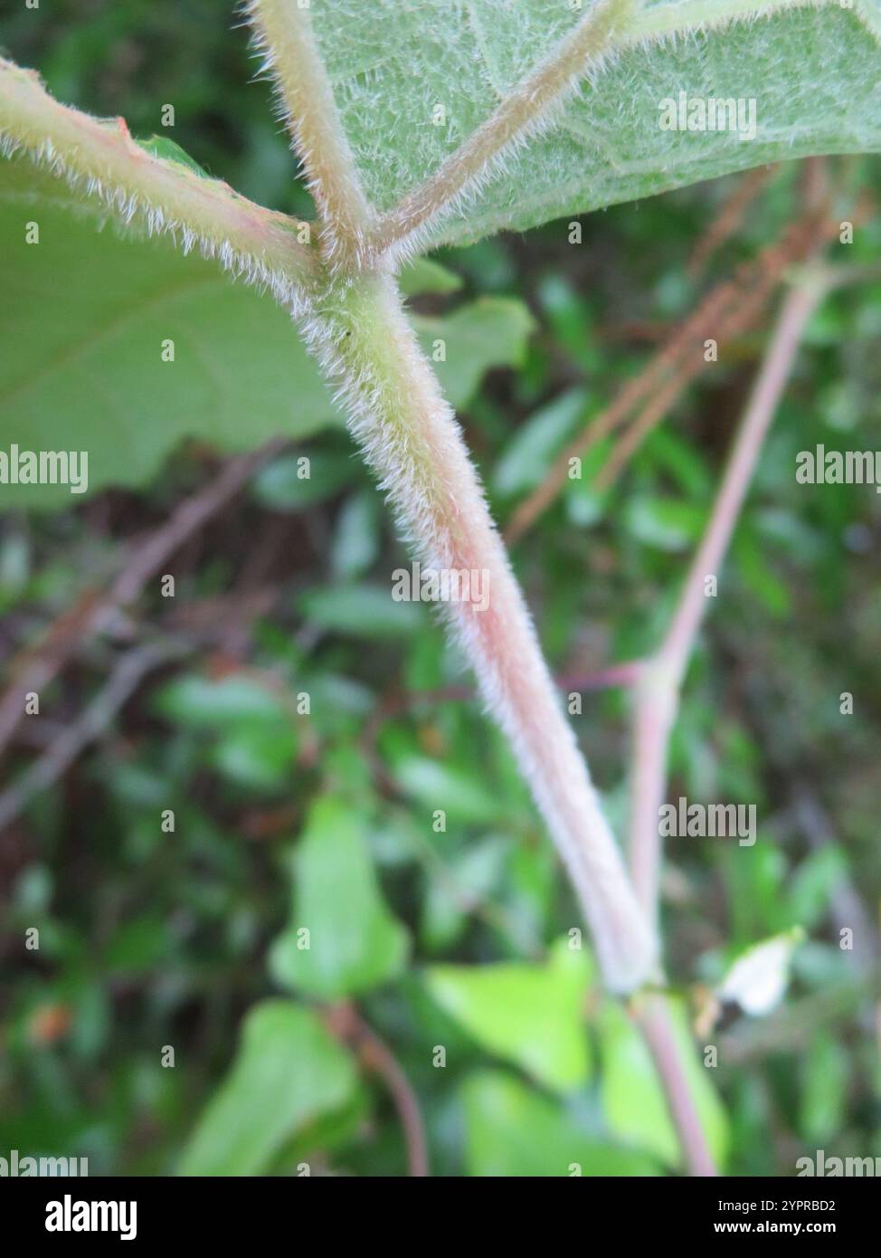 graybark grape (Vitis cinerea Stock Photo - Alamy