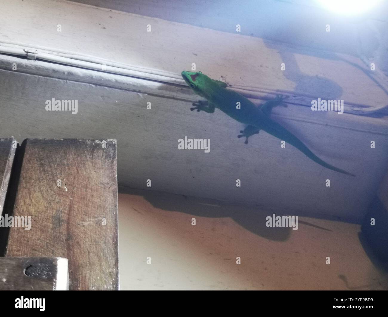 Madagascar Giant Day Gecko (Phelsuma grandis Stock Photo - Alamy