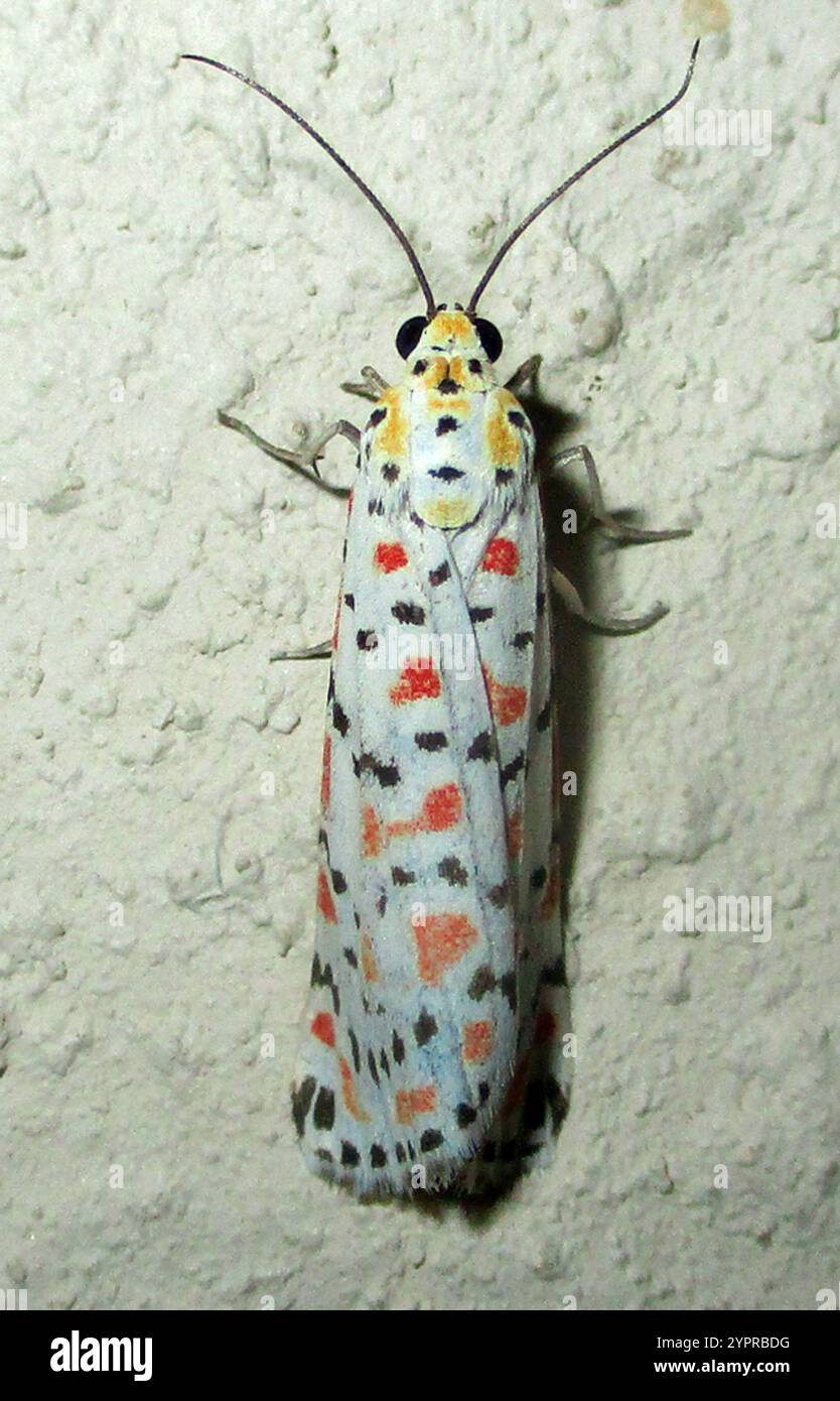 Crimson-speckled Flunkey (Utetheisa pulchella Stock Photo - Alamy