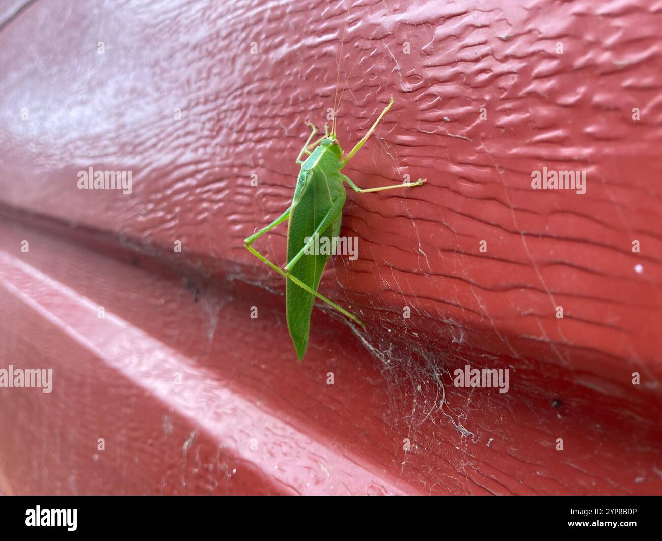Australian Common Garden Katydid (Caedicia simplex Stock Photo - Alamy