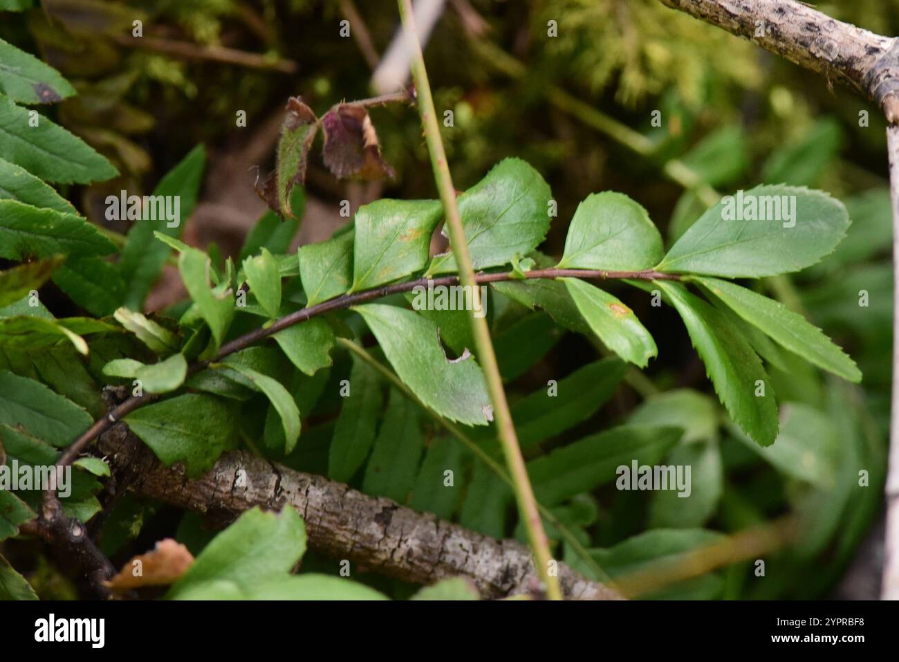 Oregon Boxwood (Paxistima myrsinites Stock Photo - Alamy