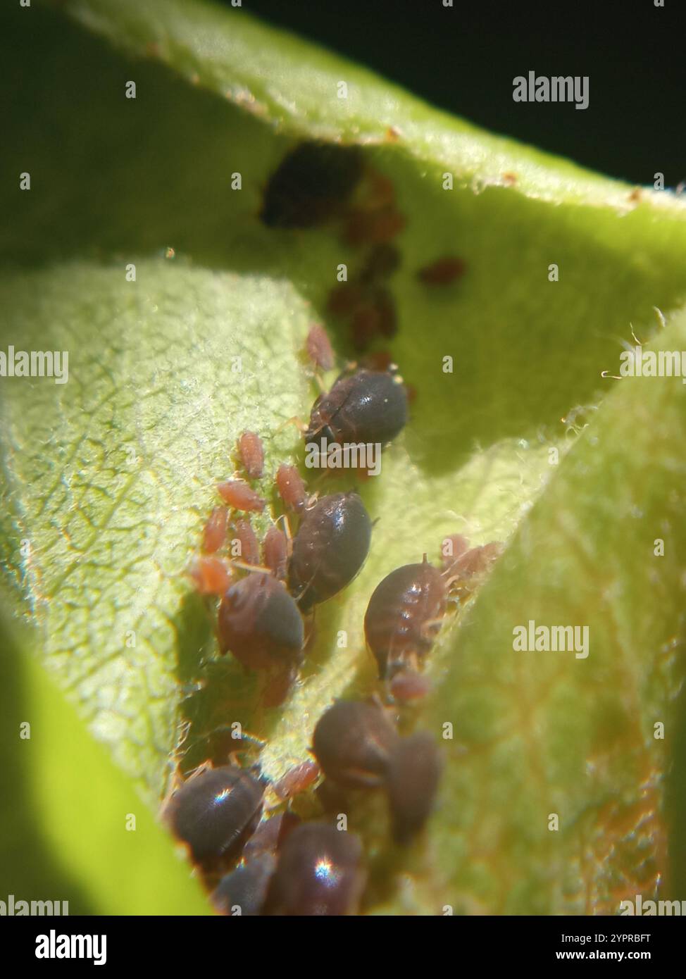 Pyraria hi-res stock photography and images - Alamy