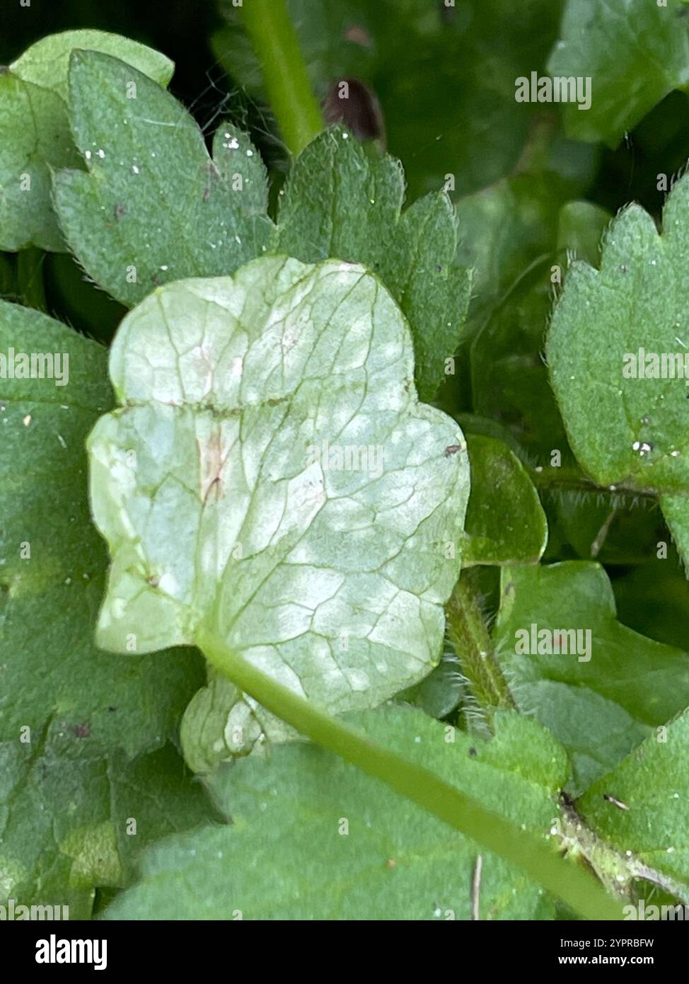 Entyloma hi-res stock photography and images - Alamy