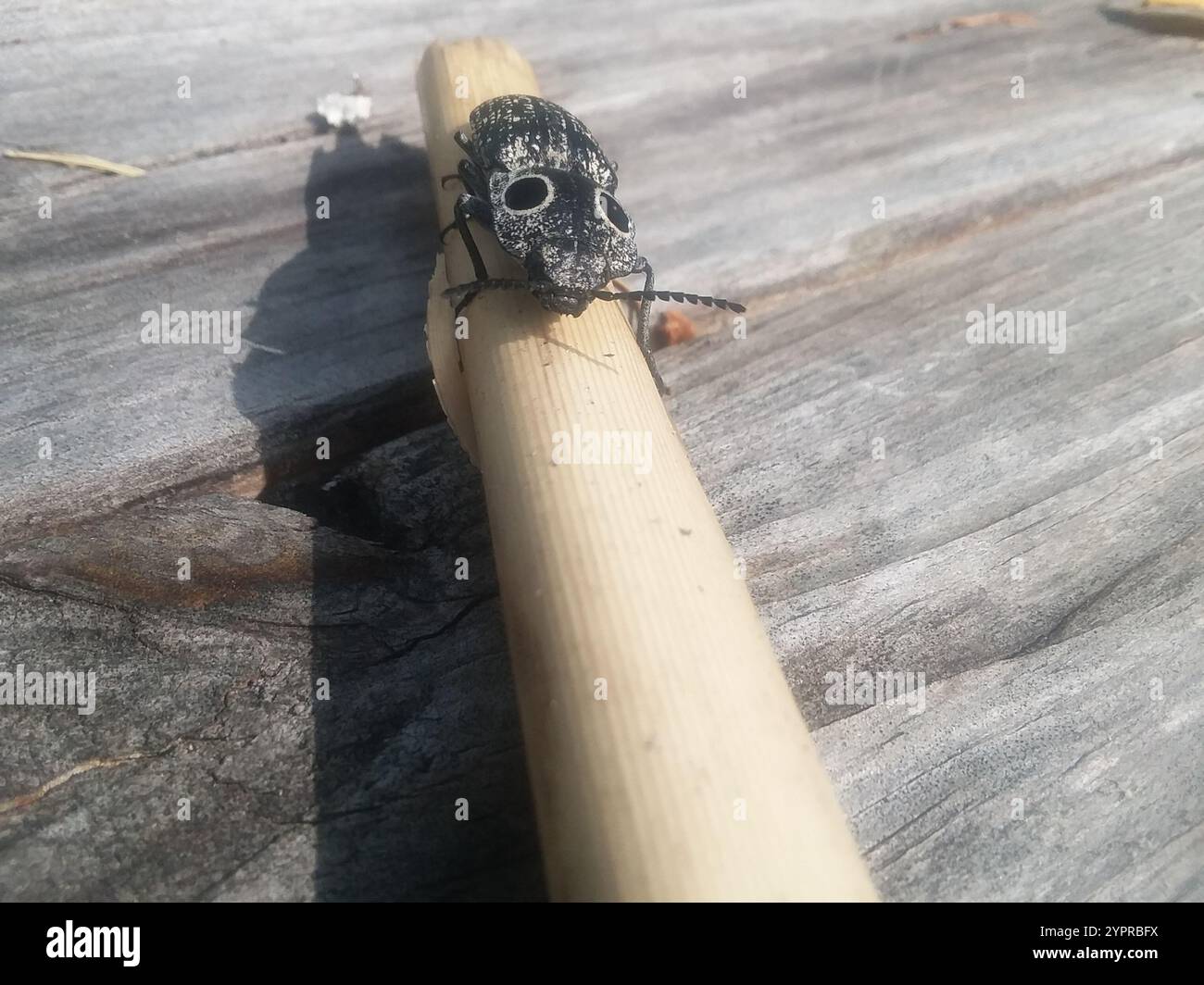 Eastern Eyed Click Beetle (Alaus oculatus Stock Photo - Alamy