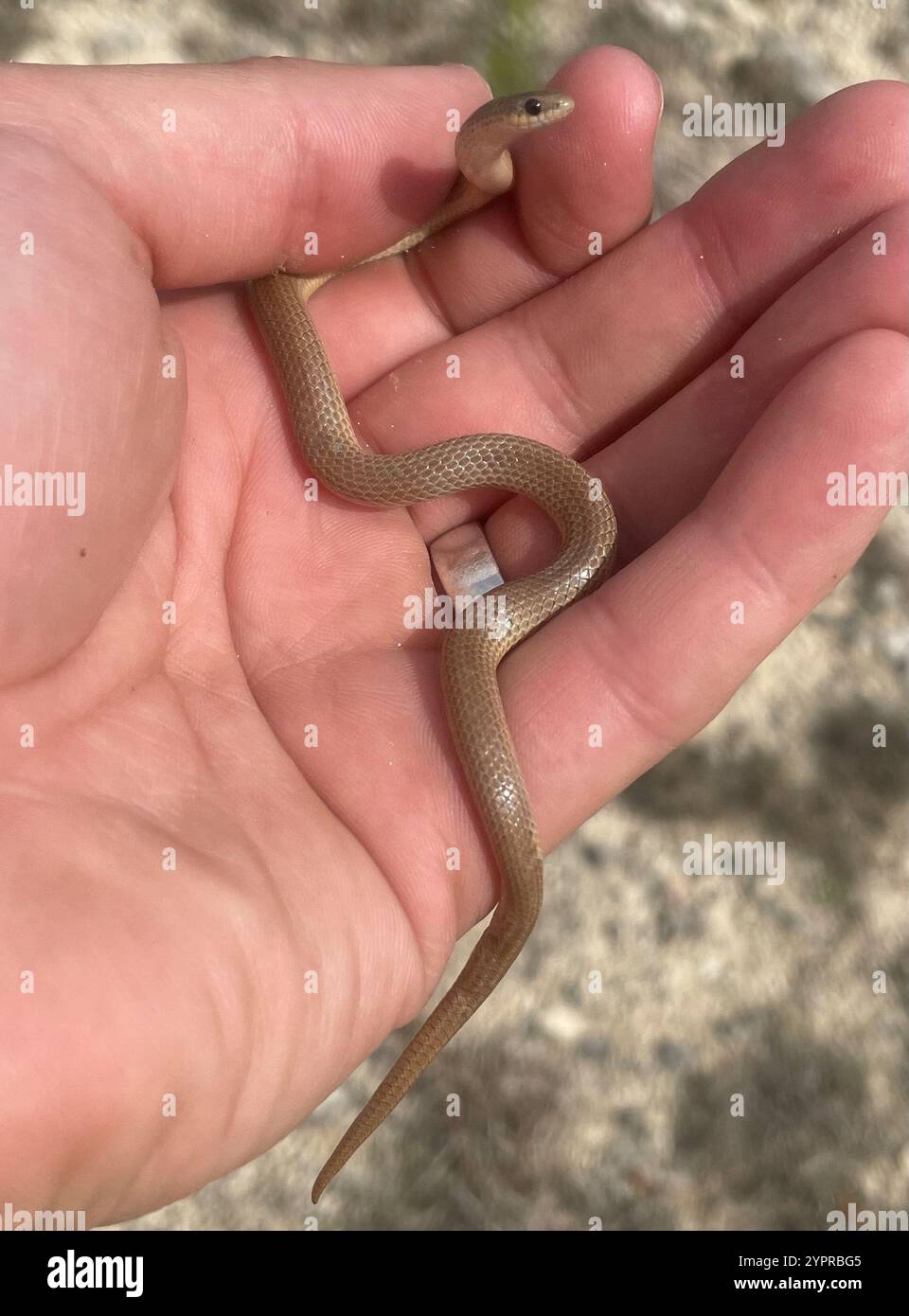 Great plains snake hi-res stock photography and images - Alamy