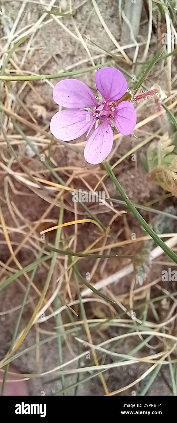 Redstem Stork's-bill (Erodium cicutarium Stock Photo - Alamy