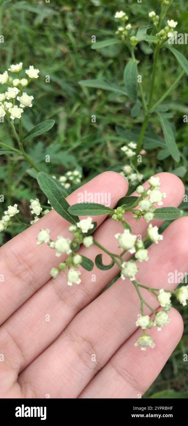 Santa Maria feverfew (Parthenium hysterophorus Stock Photo - Alamy
