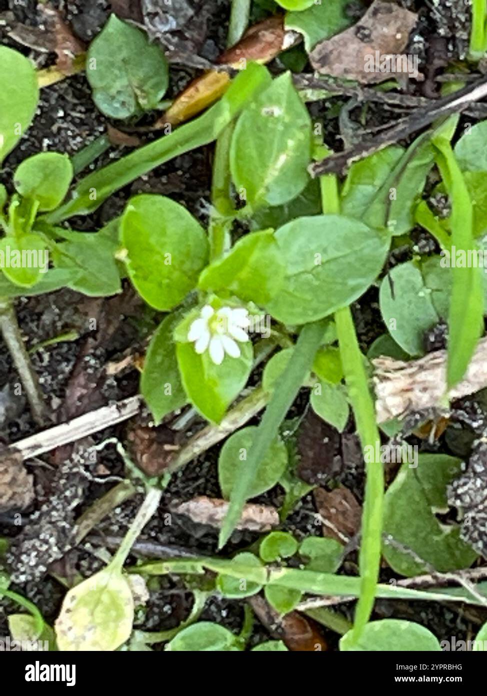 common chickweed (Stellaria media Stock Photo - Alamy