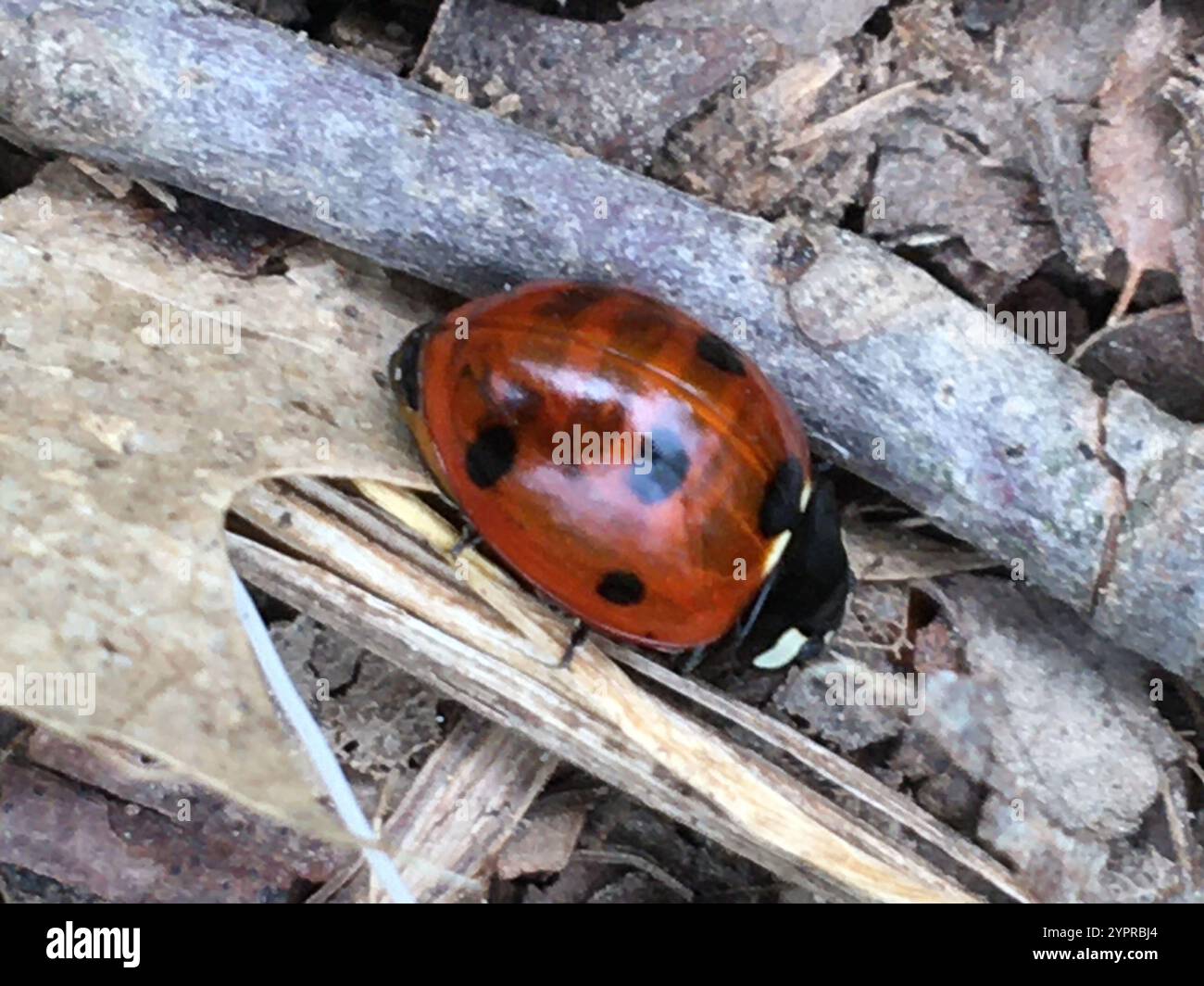 Seven-spotted Lady Beetle (Coccinella septempunctata Stock Photo - Alamy