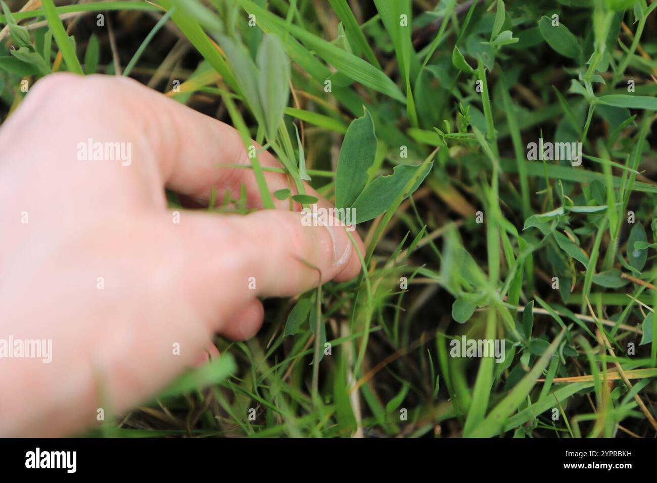 Grass Pea (Lathyrus sphaericus Stock Photo - Alamy