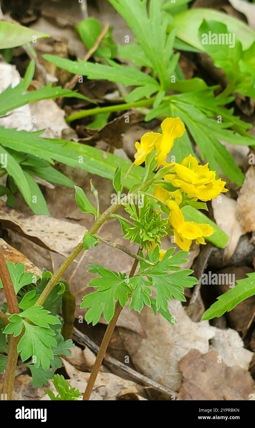 Yellow Corydalis (Corydalis flavula Stock Photo - Alamy