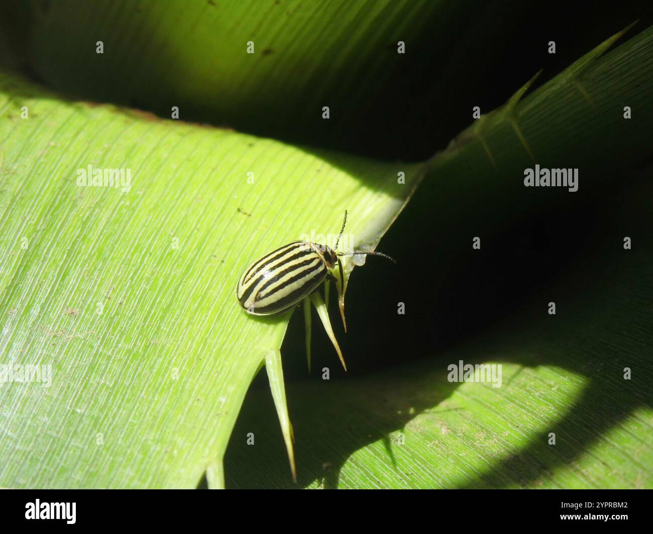 Alagoasa hi-res stock photography and images - Alamy