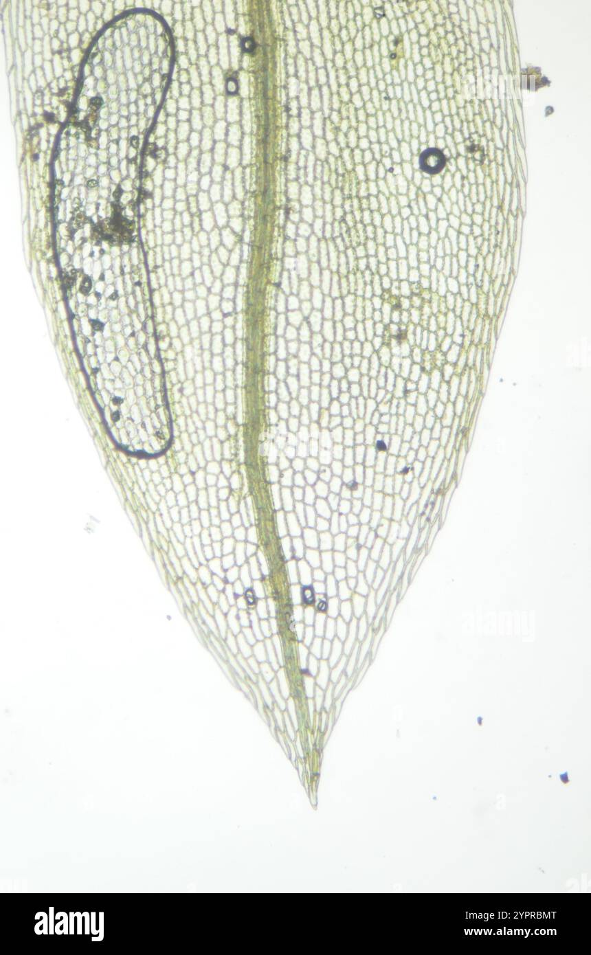common bladder moss (Physcomitrium pyriforme Stock Photo - Alamy
