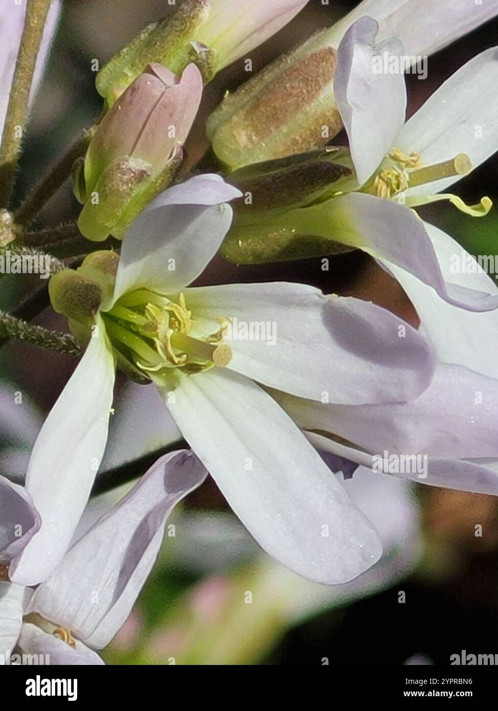 cut-leaved toothwort (Cardamine concatenata Stock Photo - Alamy