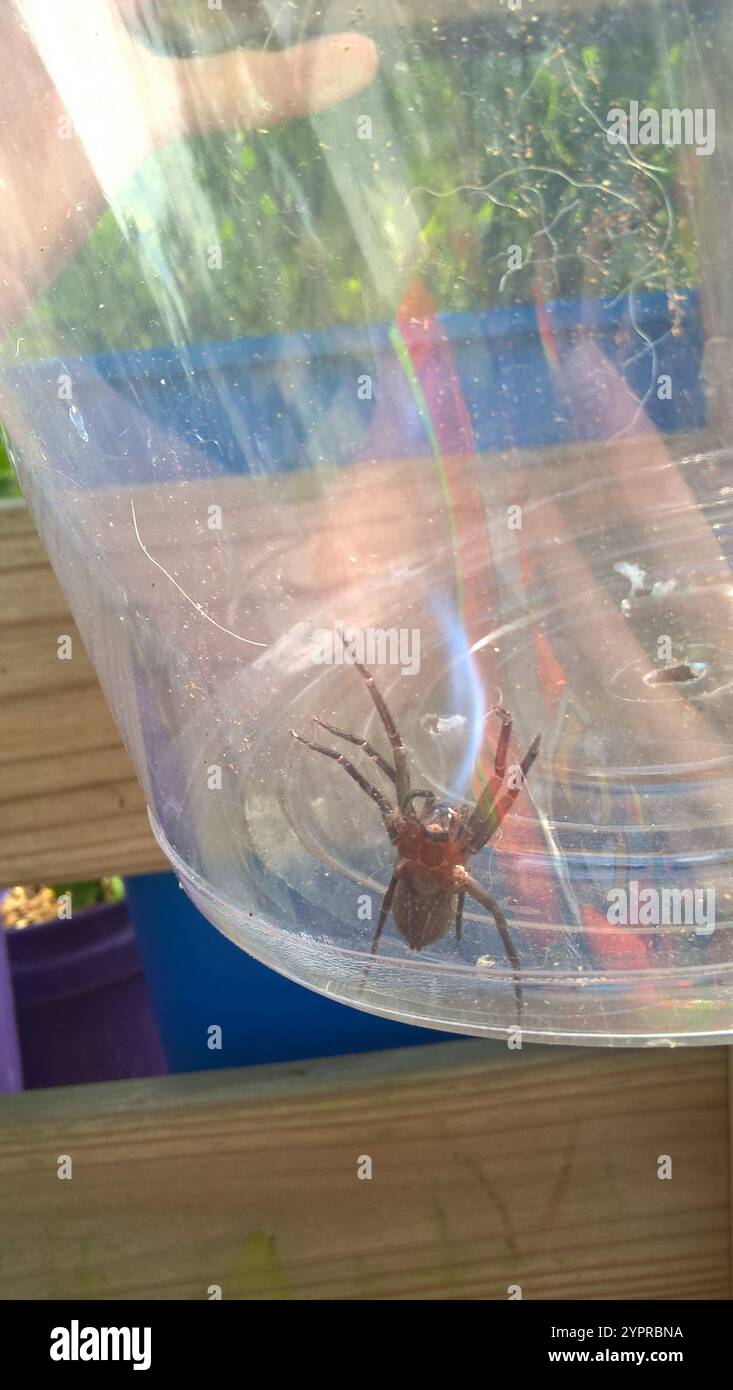 Tropical Wandering Spiders (Ctenus Stock Photo - Alamy