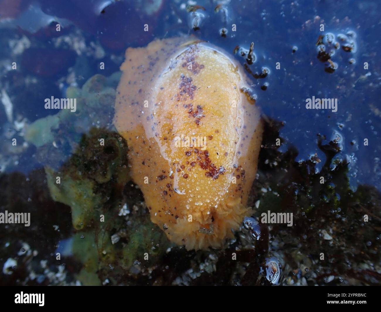 Doris montereyensis hi-res stock photography and images - Alamy
