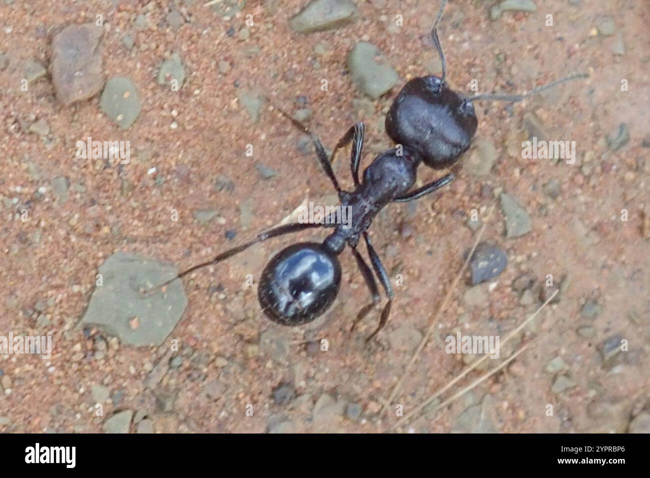 Cape Harvester Ant (Messor capensis Stock Photo - Alamy