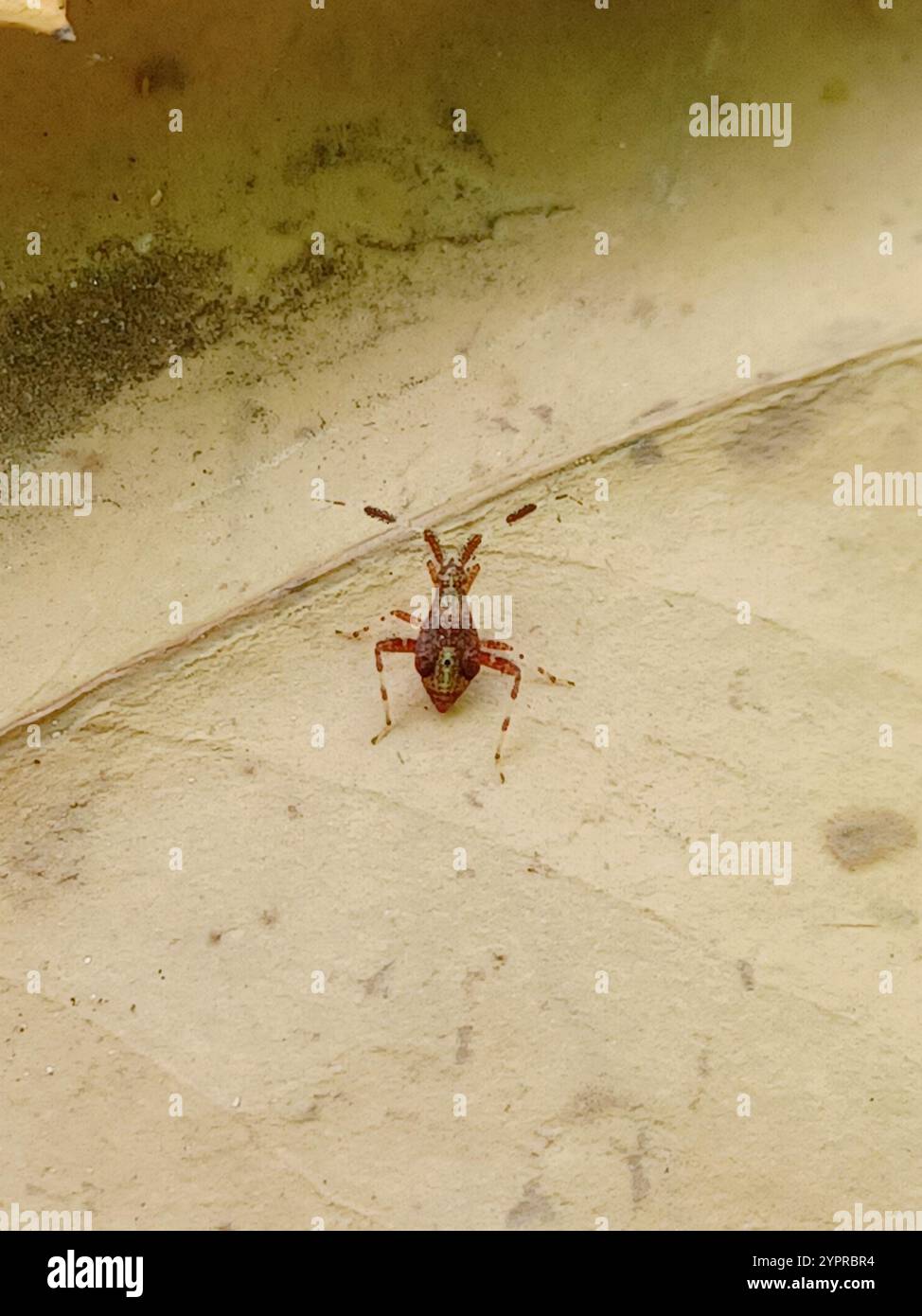 True Bugs (Heteroptera Stock Photo - Alamy